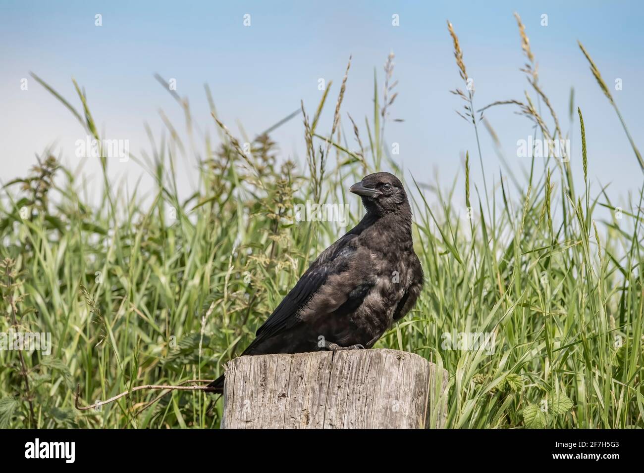 Crow, on a wooden post in a field, close up, in Scotland, in the summer ...