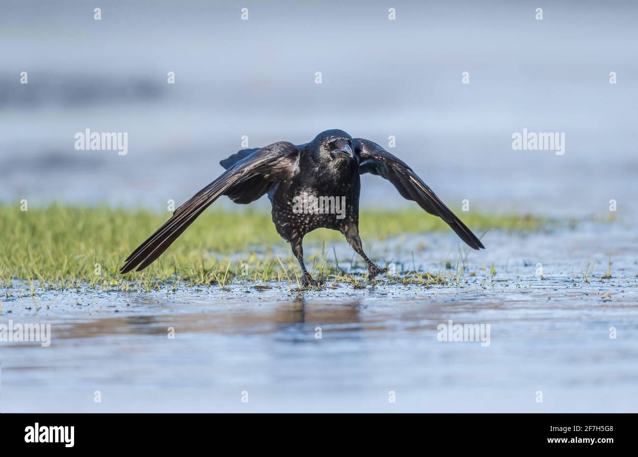 Crow landing hi-res stock photography and images - Alamy