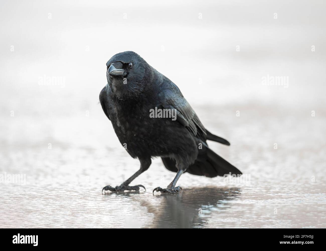Crow, close up, on the ice, in Scotland, in the winter Stock Photo - Alamy