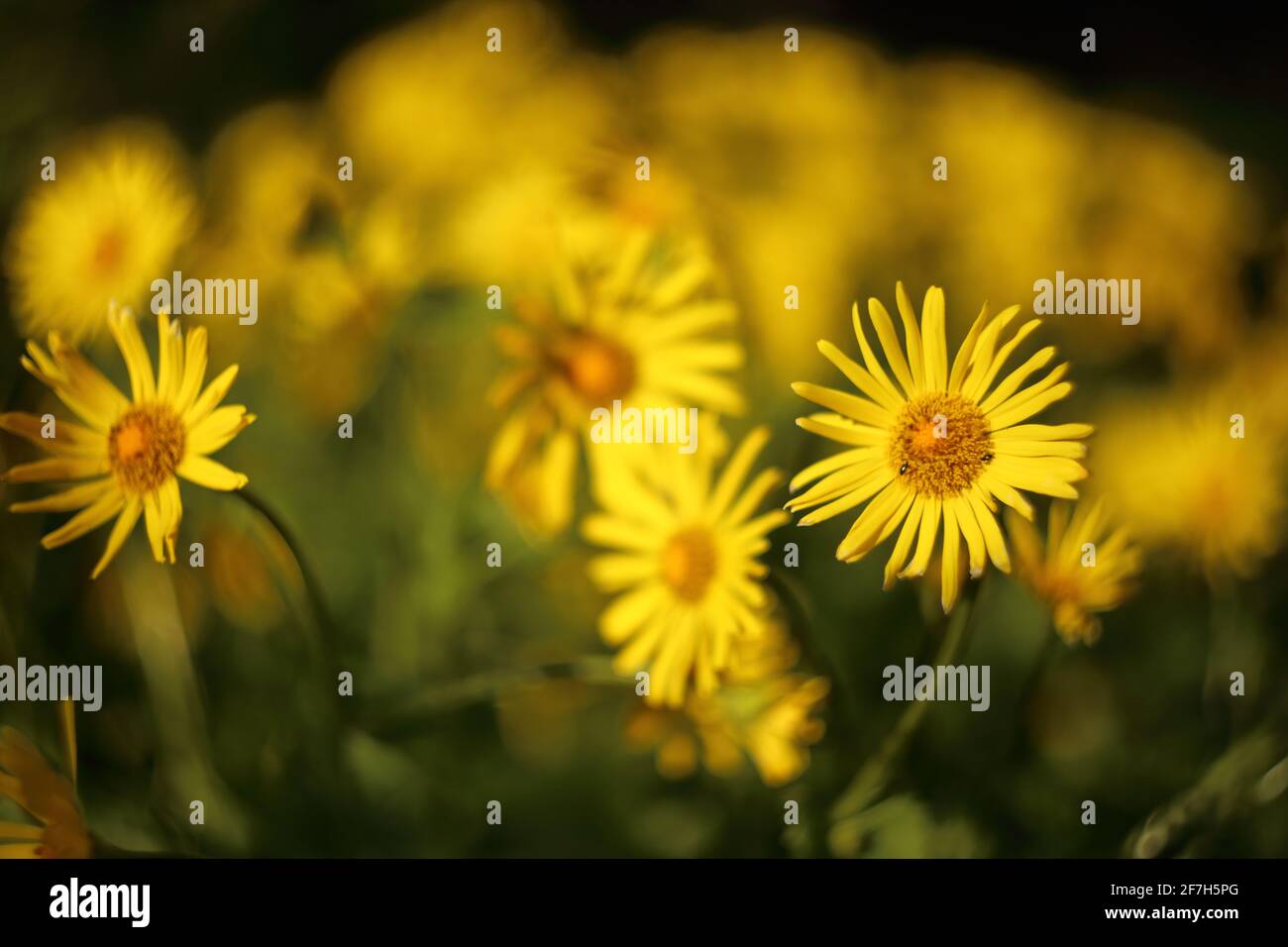Yellow flowers of Leopard's Bane ,Doronicum orientale, in garden ...