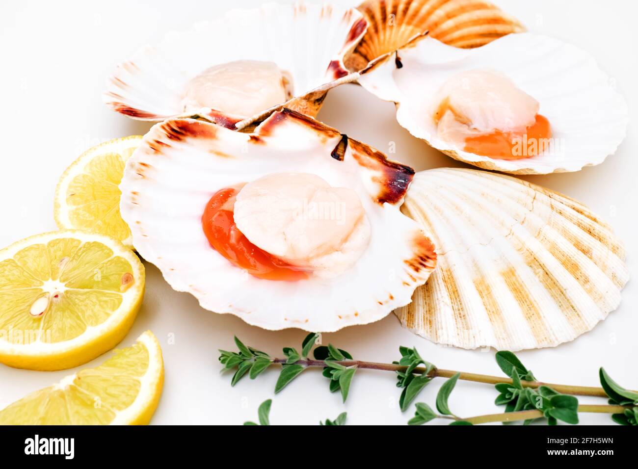 Pecten jacobaeus hi-res stock photography and images - Alamy