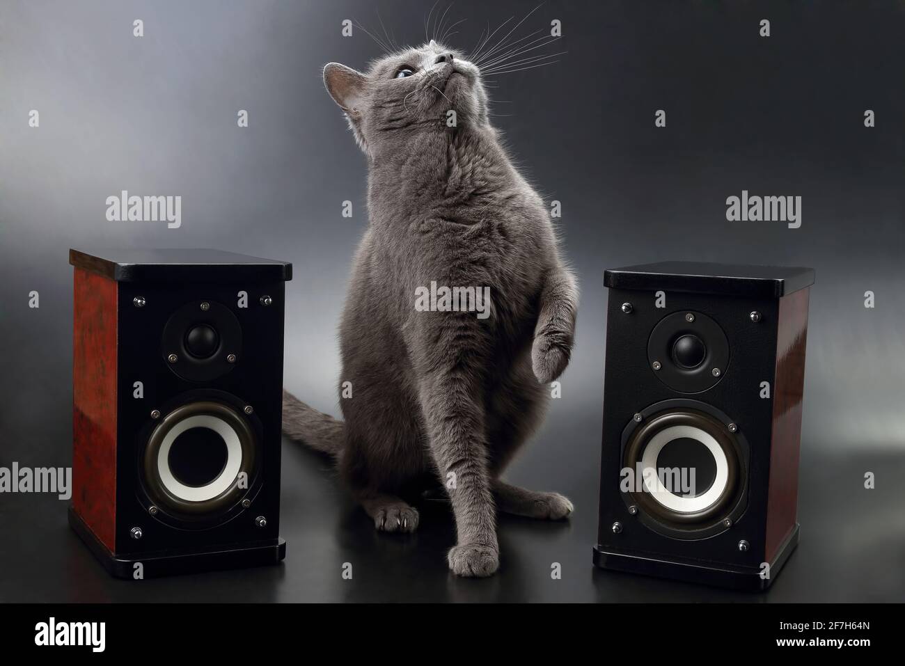 Domestic cat music sing hi-res stock photography and images - Alamy