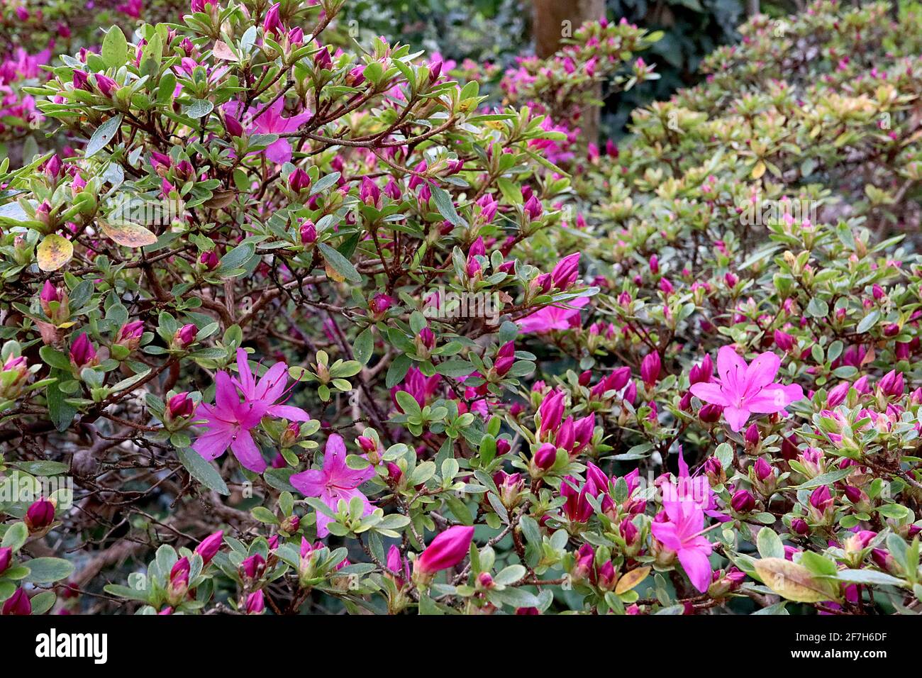 Azalea Mariesii Azalea – deep pink flowers and small pinnate leaves ...