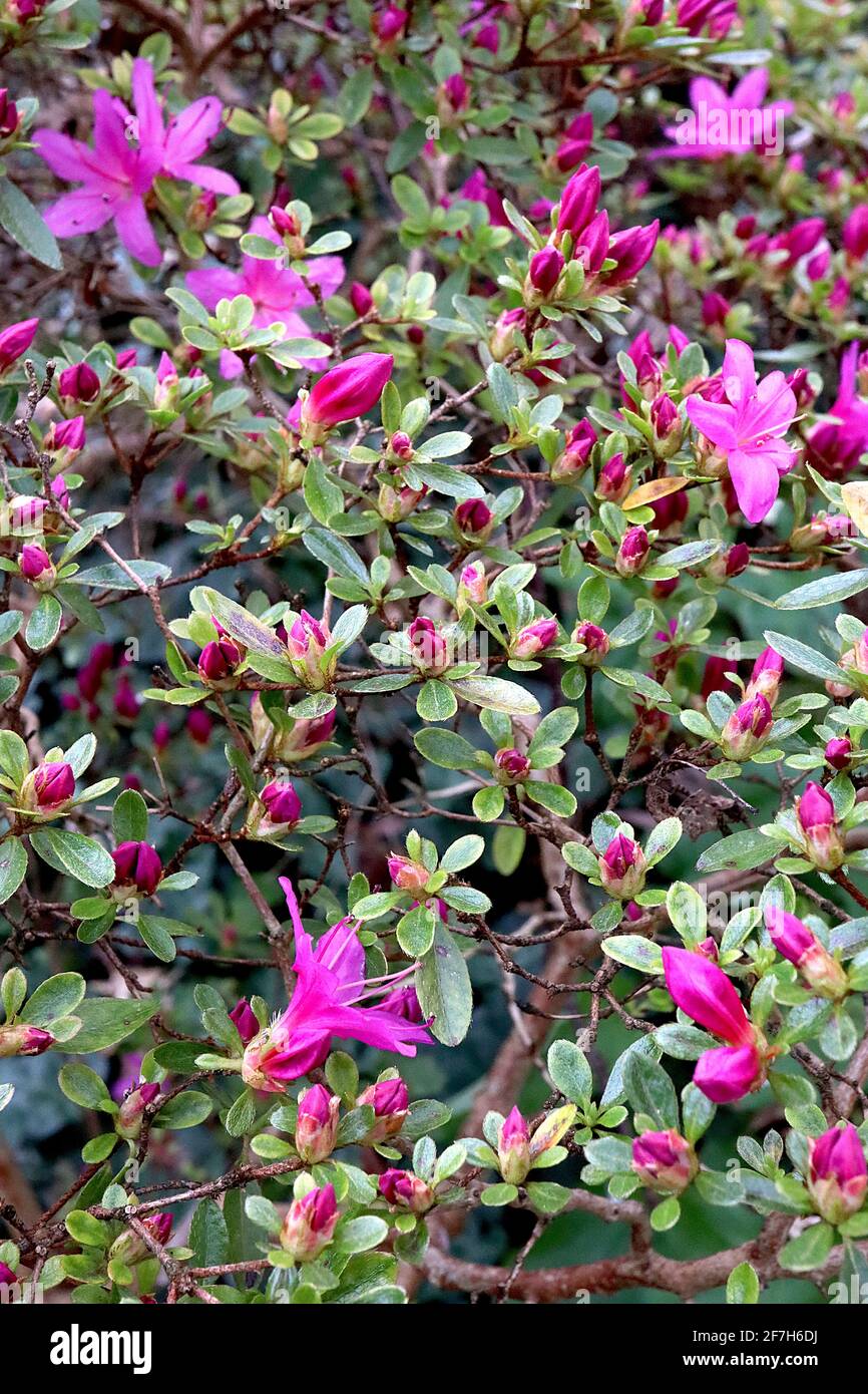 Azalea Mariesii Azalea – deep pink flowers and small pinnate leaves ...