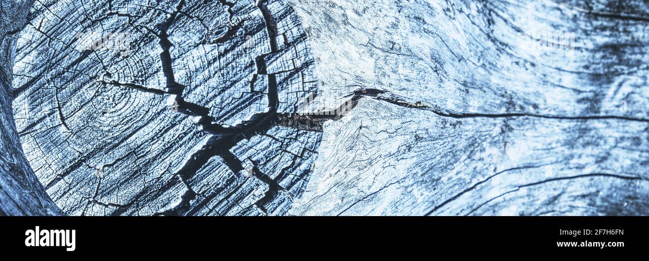 organic lines texture over a wood trunk Stock Photo - Alamy