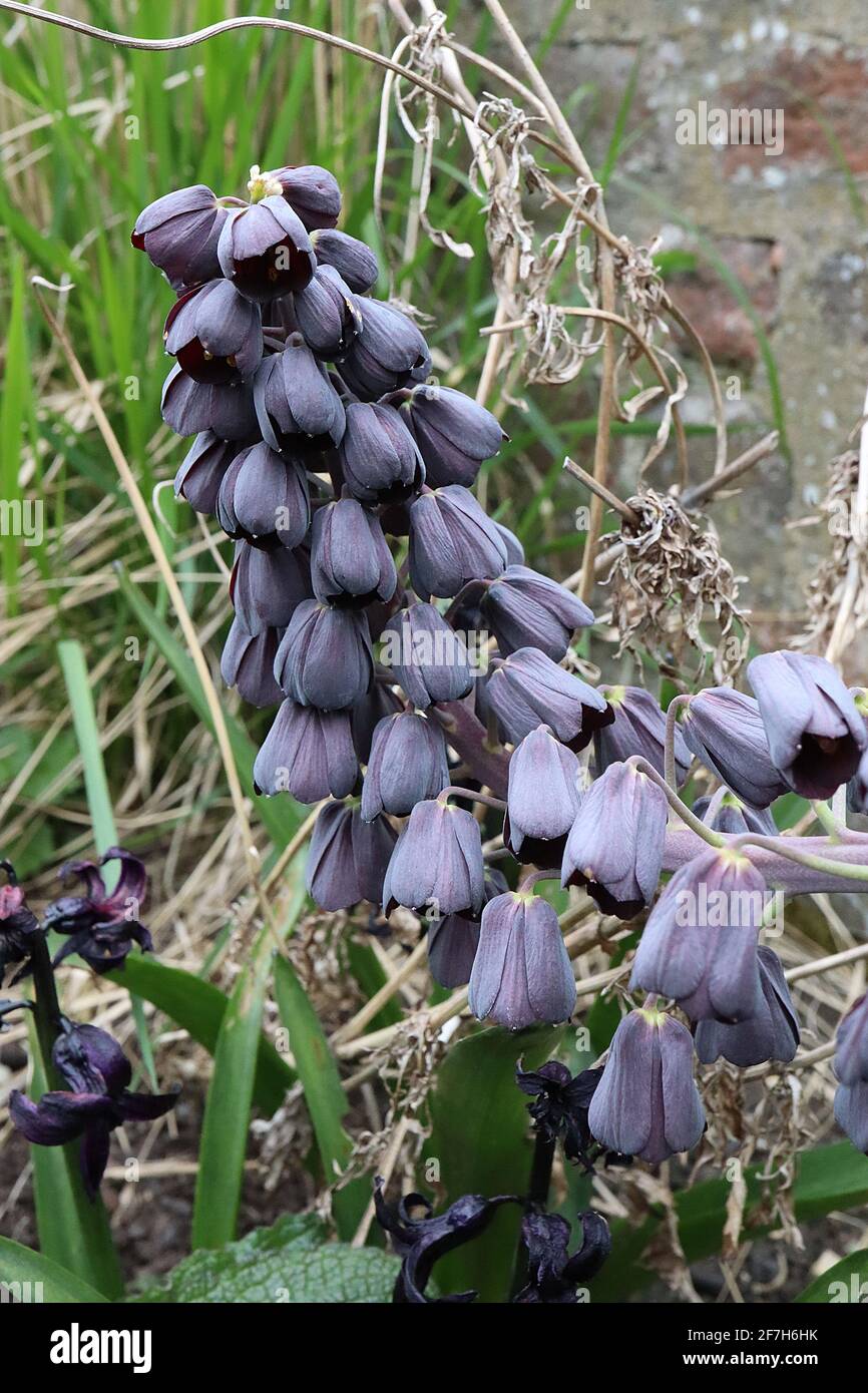 Fritillaria persica ‘Twin Towers Tribute’ Persian lily – deep purple ...