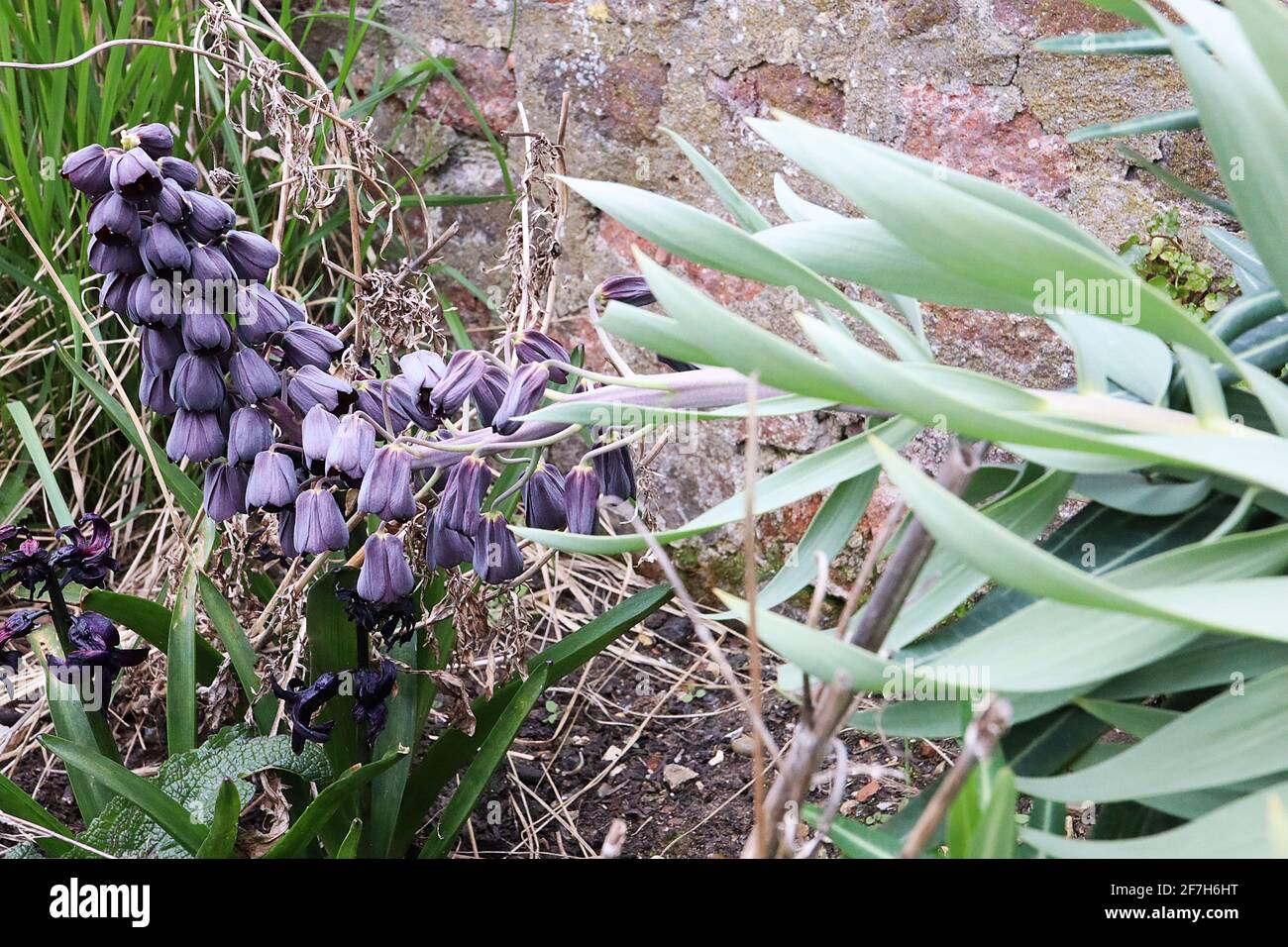 Fritillaria persica ‘Twin Towers Tribute’ Persian lily – deep purple ...