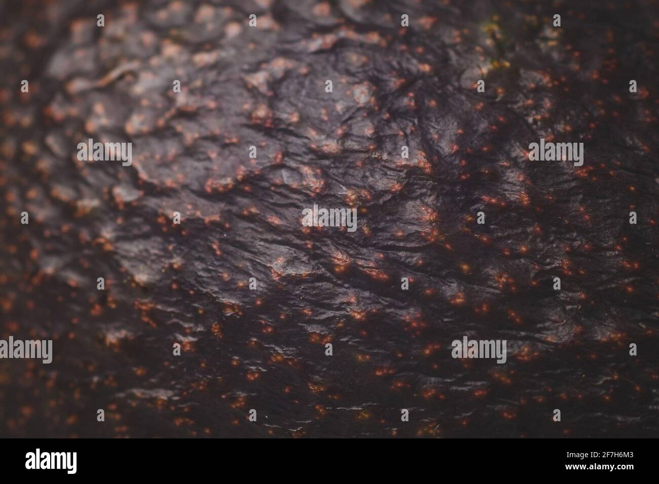 Avocado skin hi-res stock photography and images - Alamy