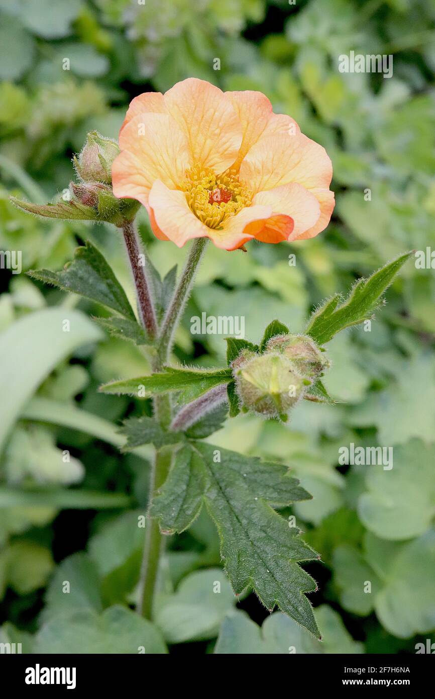 Geum ‘Totally Tangerine’ avens Totally Tangerine – orange saucer-shaped ...