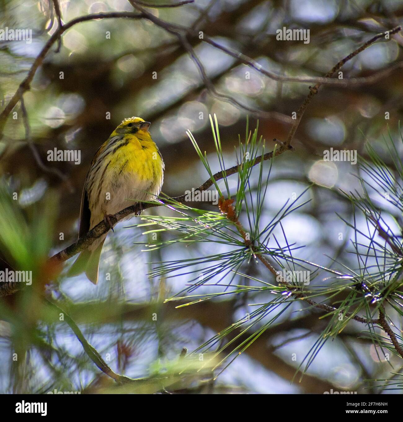 Serin finch hi-res stock photography and images - Alamy