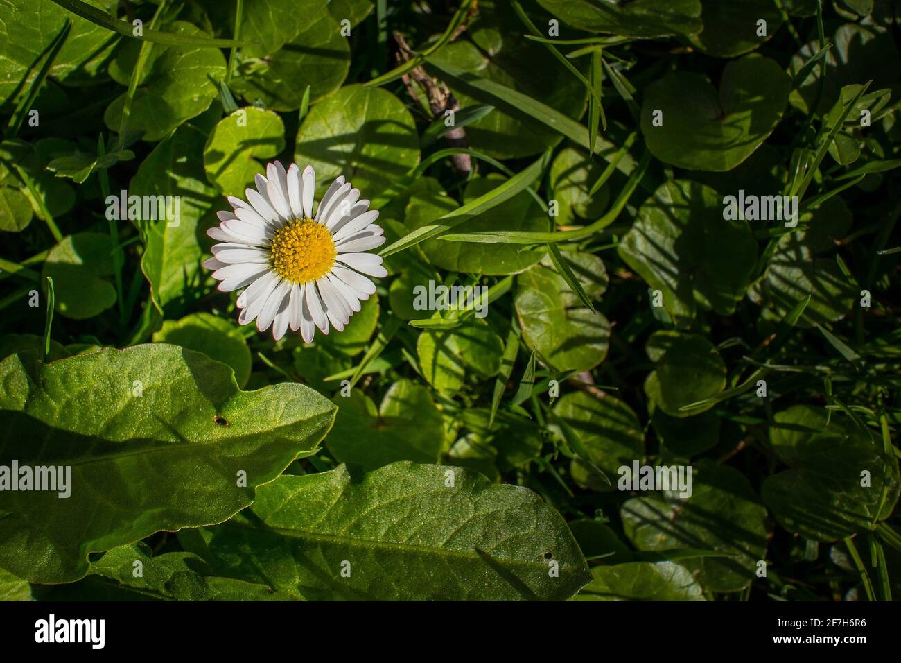 Sunlight daisy hi-res stock photography and images - Alamy