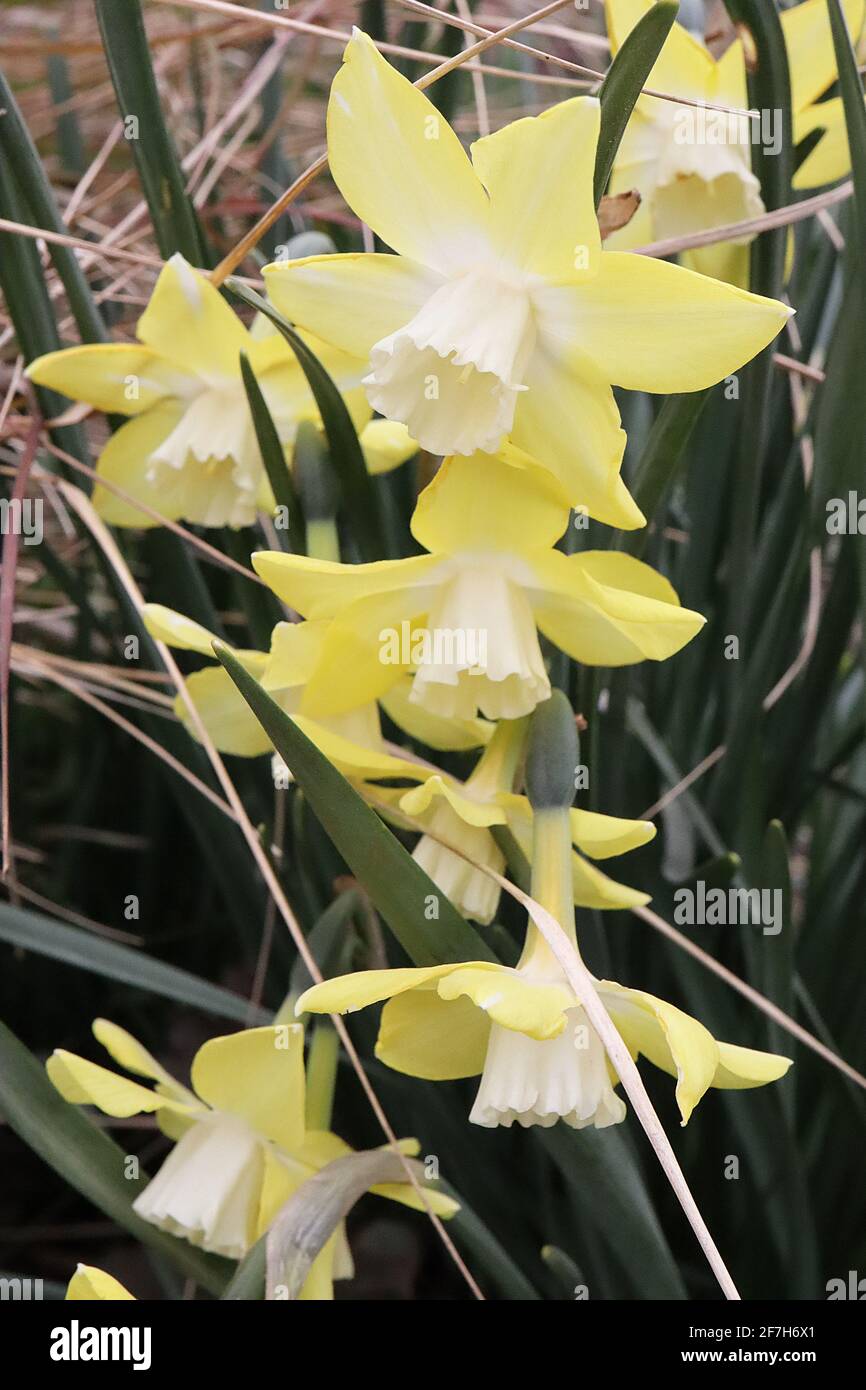 Narcissus / Daffodil ‘Pipit’ Division 7 jonquilla Daffodils reverse ...