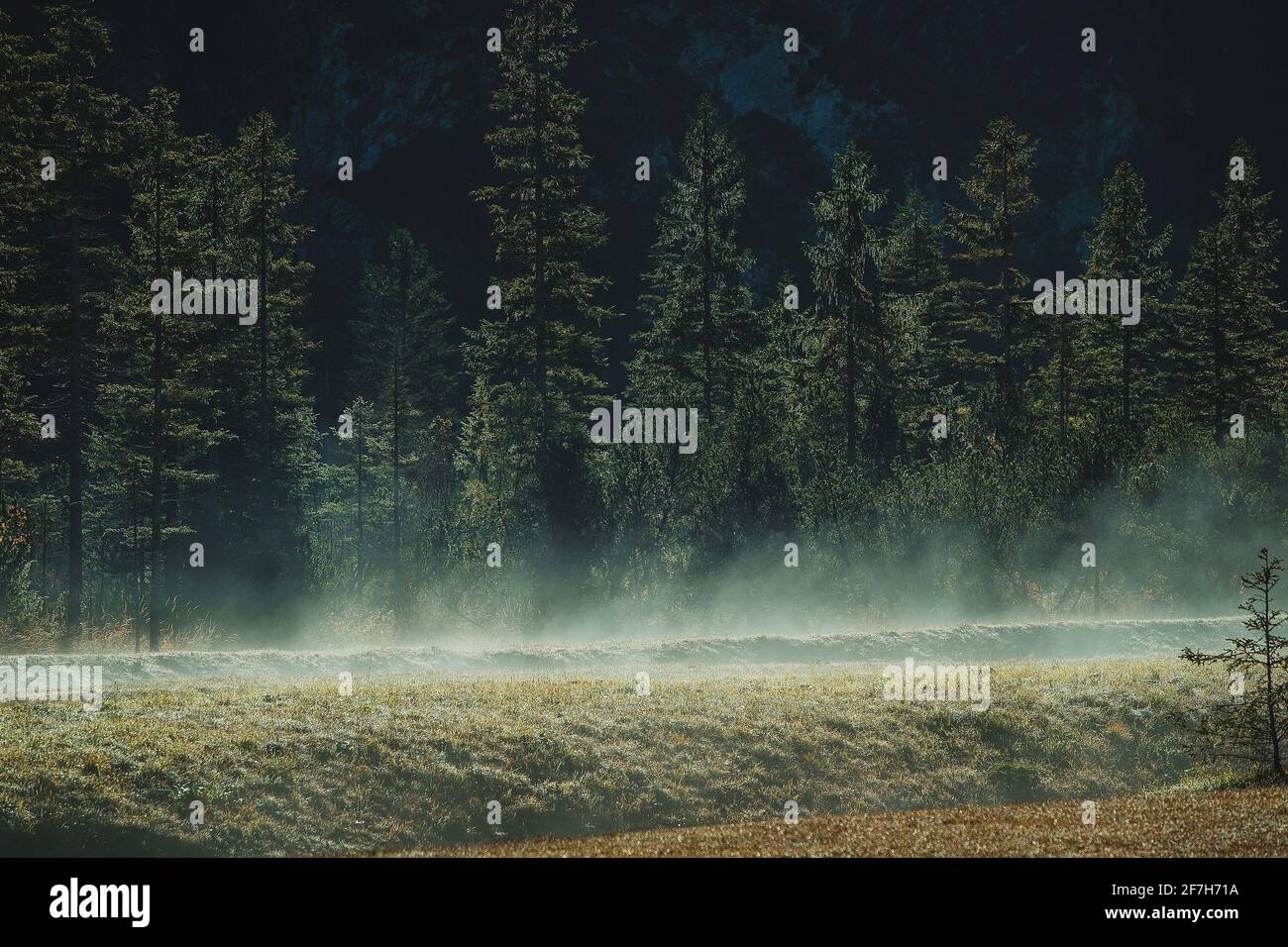 Mist rising from the ground in an open space or field between the ...