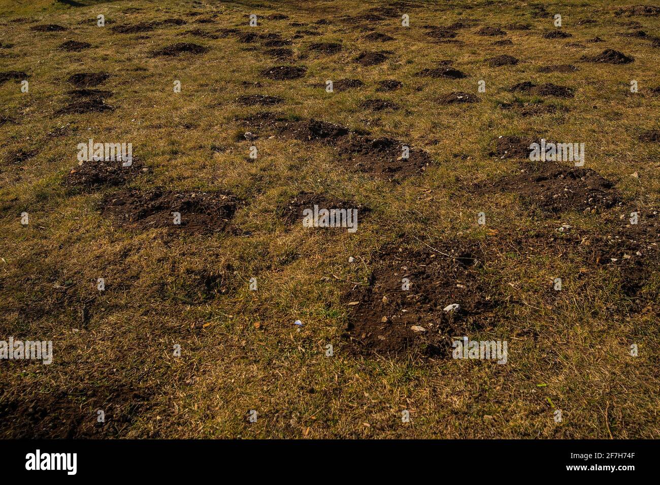 Multitude of animals hi-res stock photography and images - Alamy