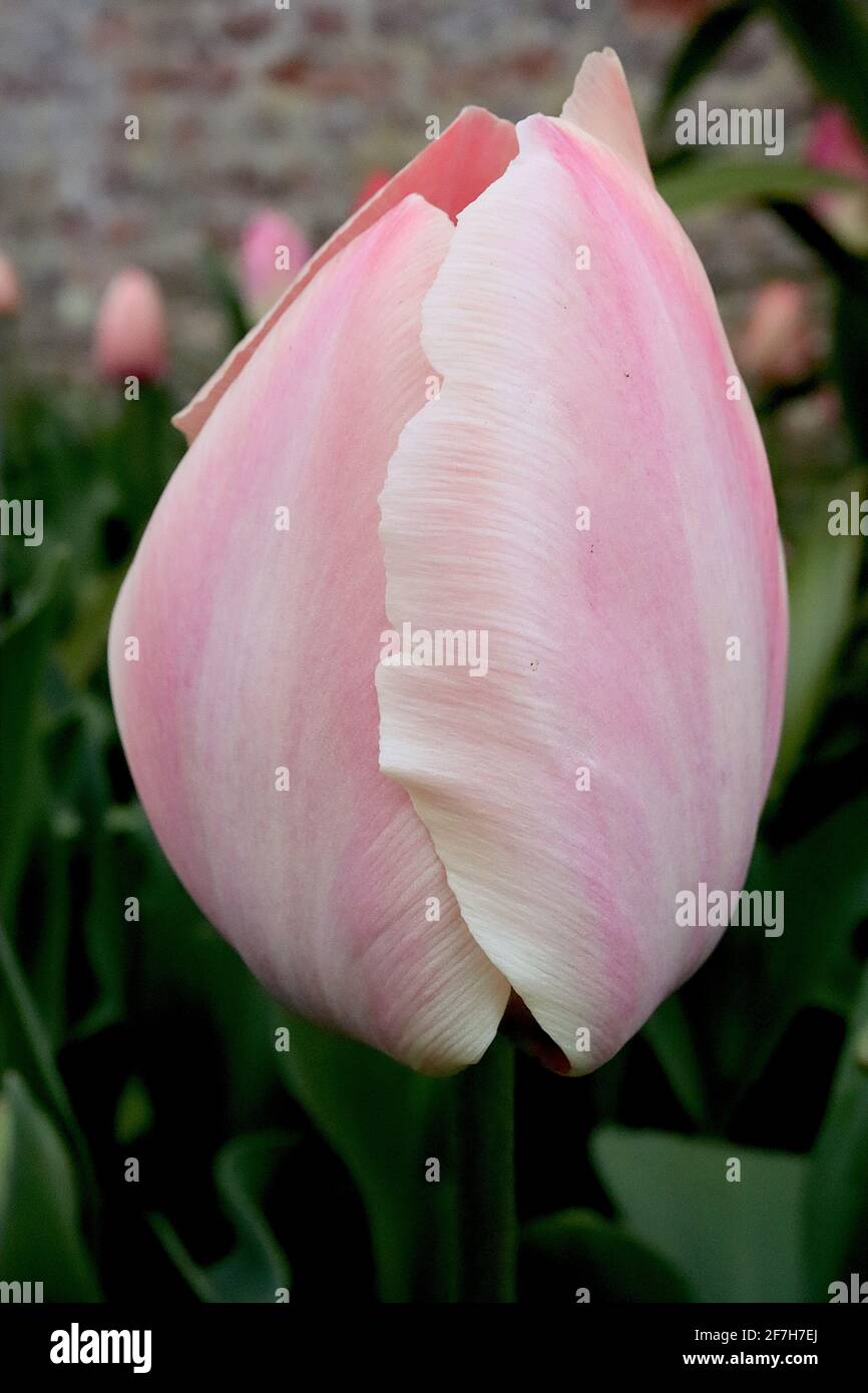 Tulip apricot pride hi-res stock photography and images - Alamy