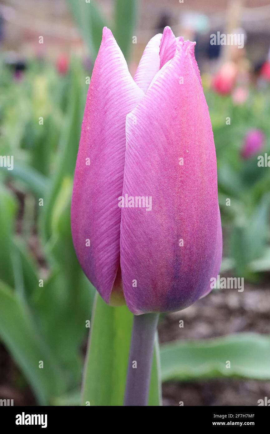 Tulipa ‘Synaeda Blue’ Triumph tulip 3 Synaeda Blue tulip – deep pink ...