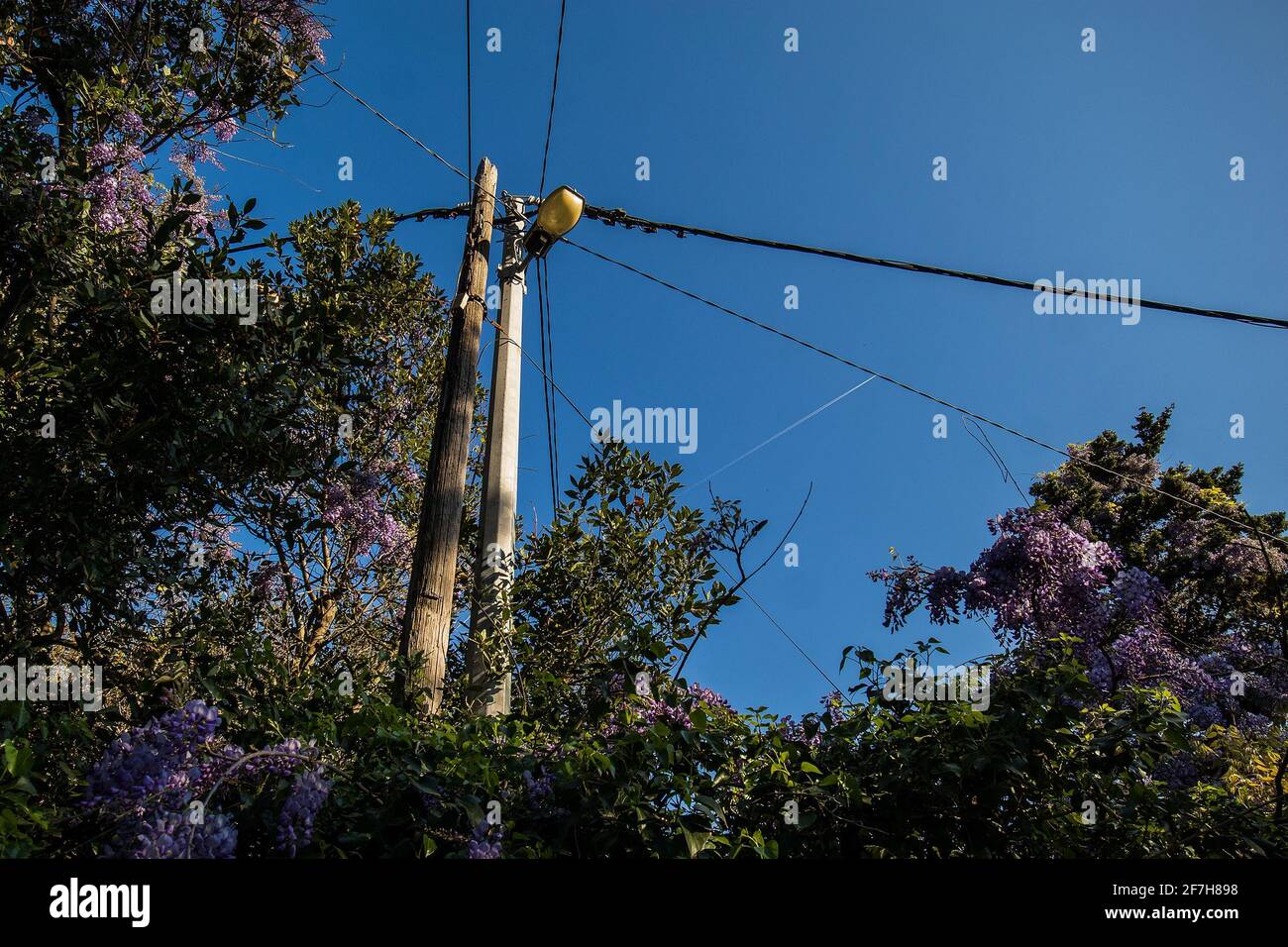 A street lamp post in green scenery with purple flowers Stock Photo - Alamy