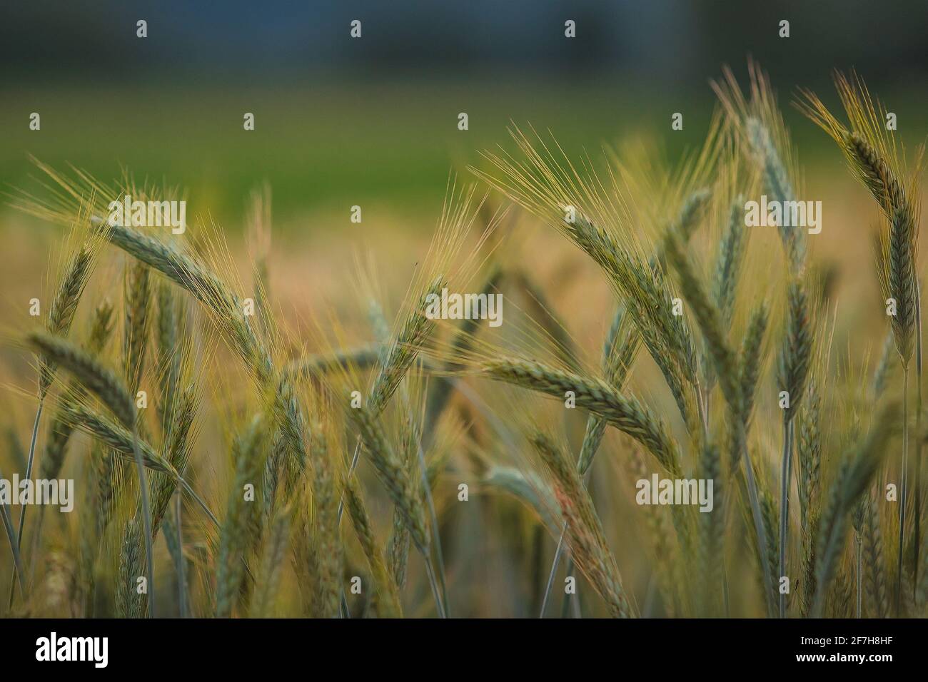 Detail of golden rye in the vast field at a farm. Farm culture in the ...