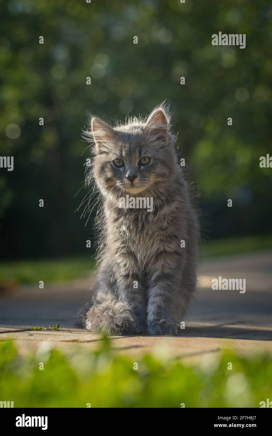 Cute little gray cat with his cute eyes sitting outside on a patio of a ...