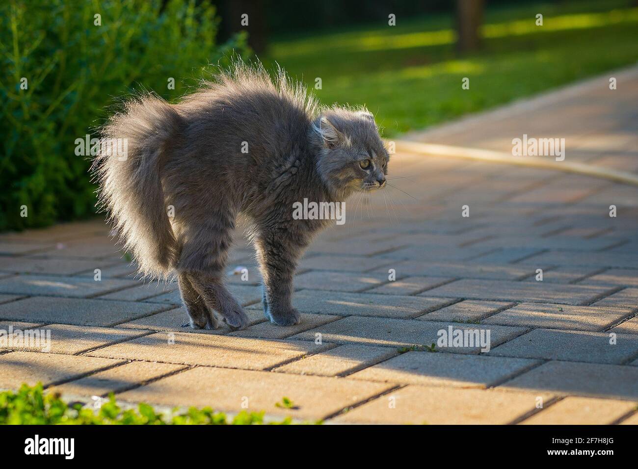 Scared or a bit angry cute little gray cat with his back sloped up high ...