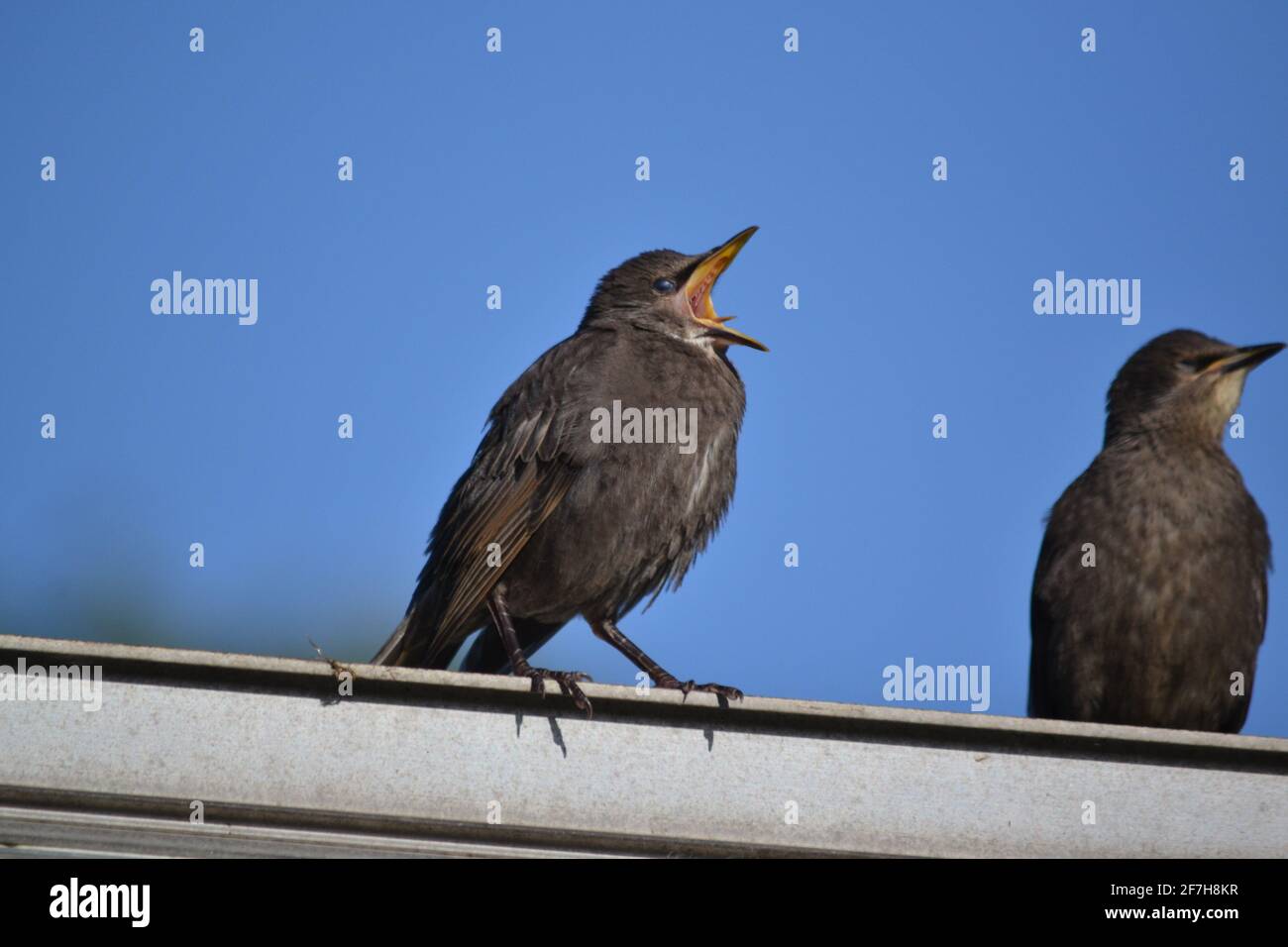 Juvenile birds hi-res stock photography and images - Alamy