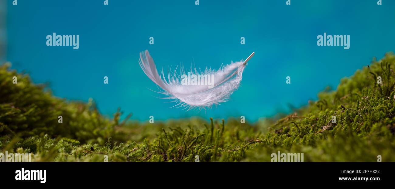 White bird feather flying in the air. Feather falling on the moss floor ...