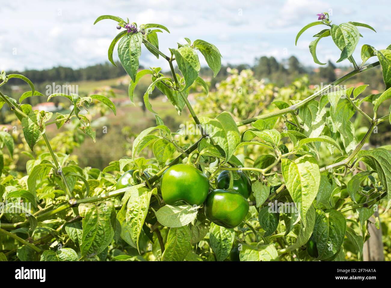 Capsicum spp hi-res stock photography and images - Alamy