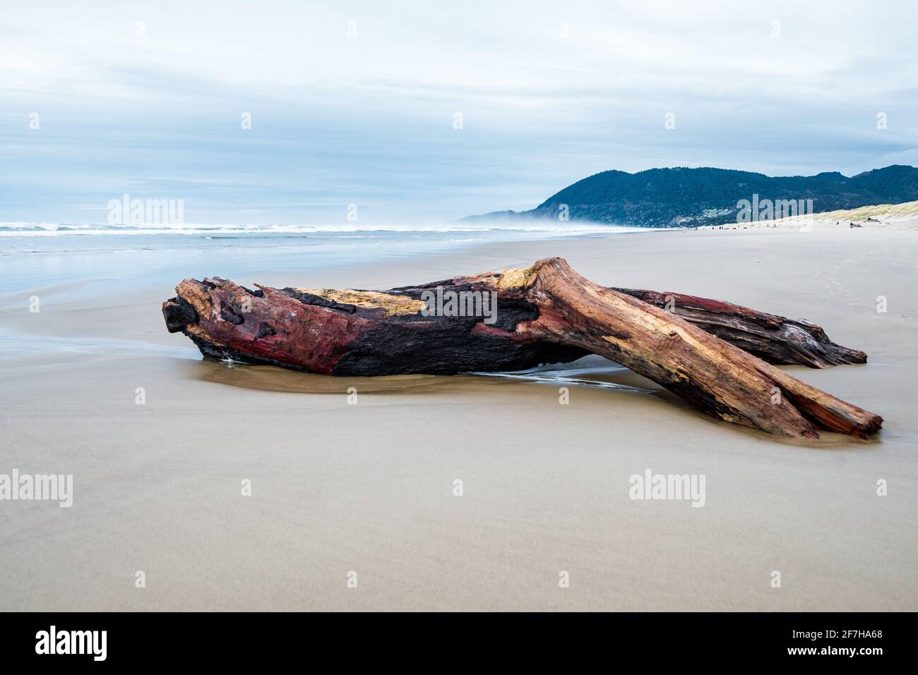 Tree Trunk on Nehalem Bay Beach, Oregon Stock Photo - Alamy