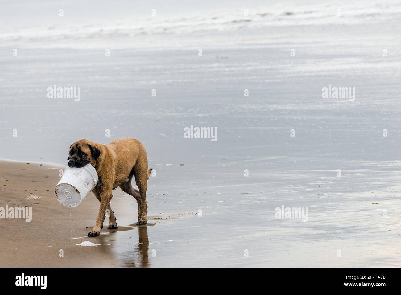 English mastiff hi-res stock photography and images - Alamy