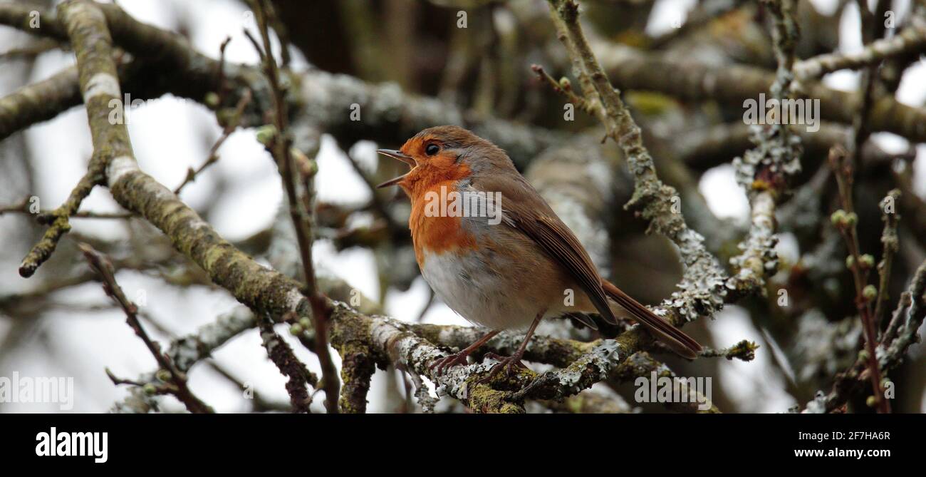 Irish robin hi-res stock photography and images - Alamy