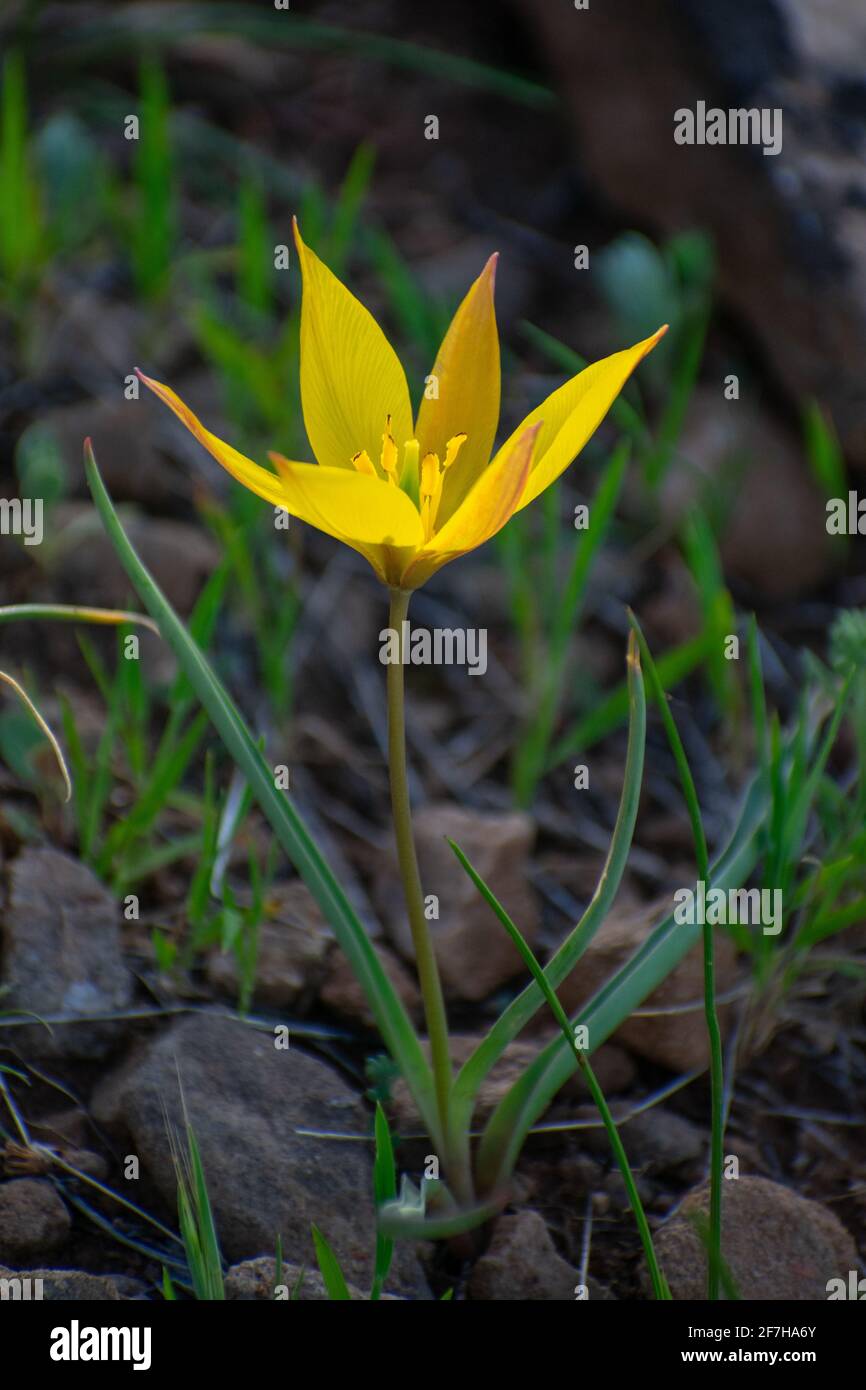 Species tulip sylvestris hi-res stock photography and images - Alamy
