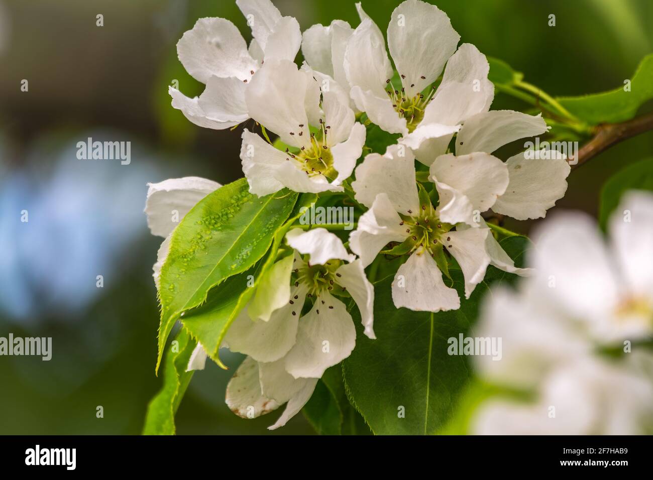 White blossoming apple trees. White apple tree flowers. Spring season ...