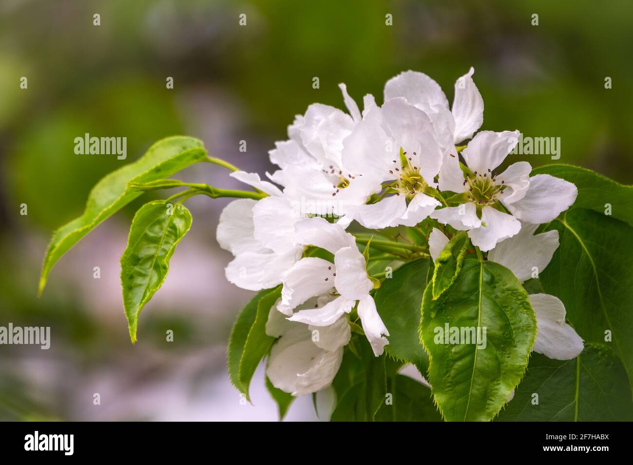 White blossoming apple trees. White apple tree flowers. Spring season ...