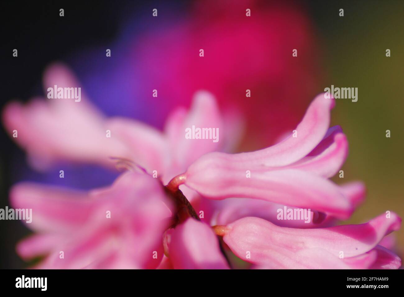 Blue, Red-Violet and Pink Hyacinths Stock Photo - Alamy