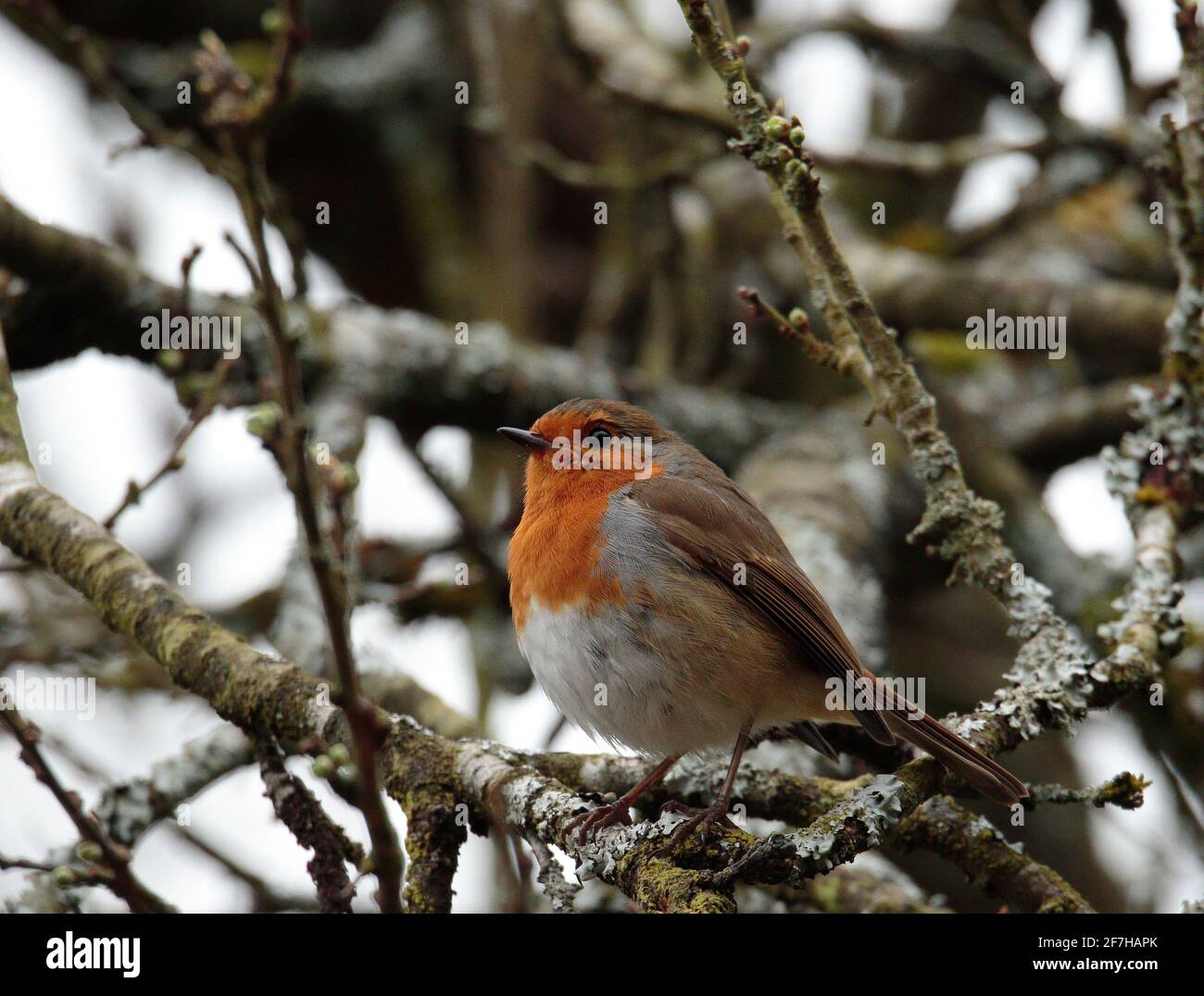 Irish robin hi-res stock photography and images - Alamy