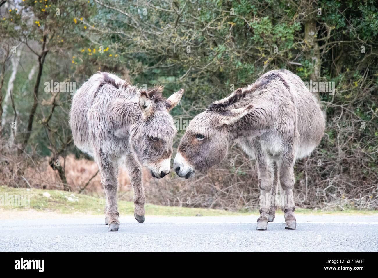 Two loving donkeys in the New Forest Stock Photo - Alamy