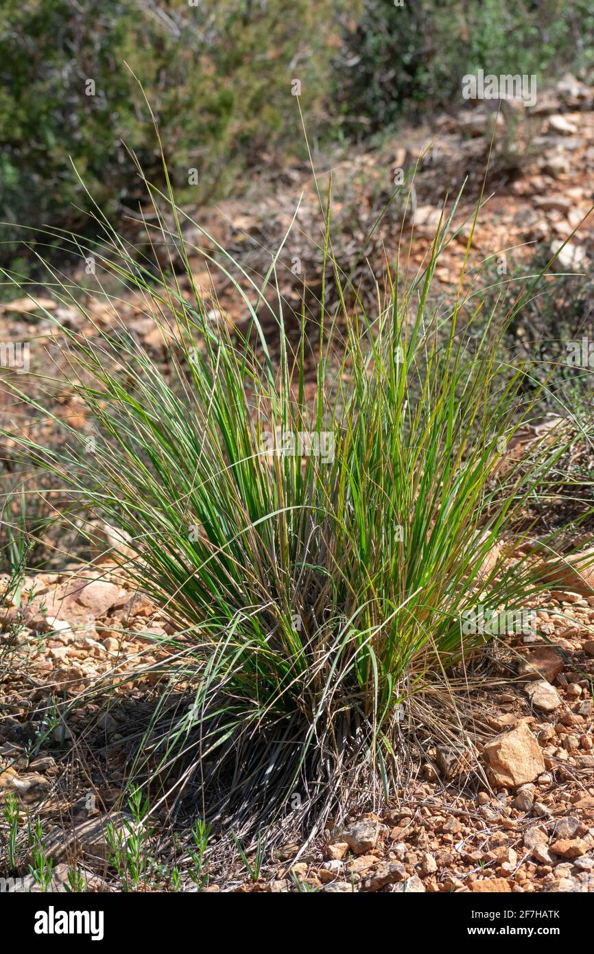 Mauritanian Grass (Ampelodesmos mauritanicus) in the Aures mountains ...