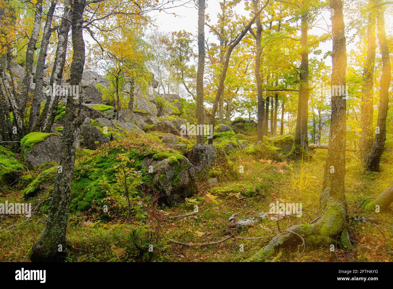 Forest with rocks and moss Stock Photo - Alamy
