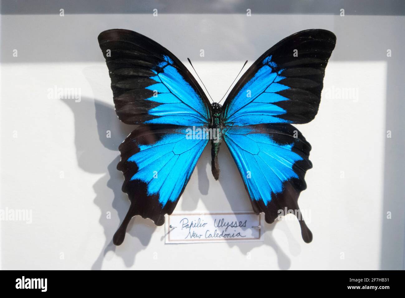 Papilio ulysses, Blue emperor or Blue mountain swallowtail butterfly ...