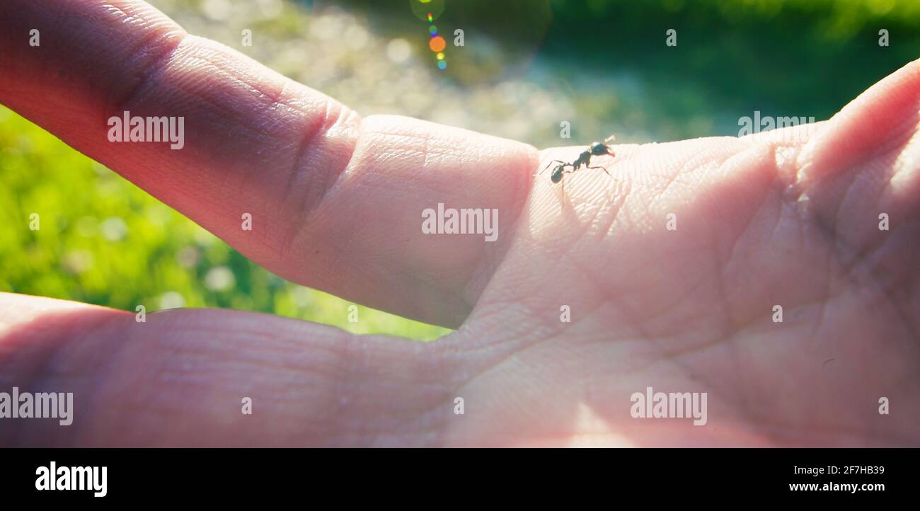 ant on the hand lit by sun beam. macro Stock Photo - Alamy