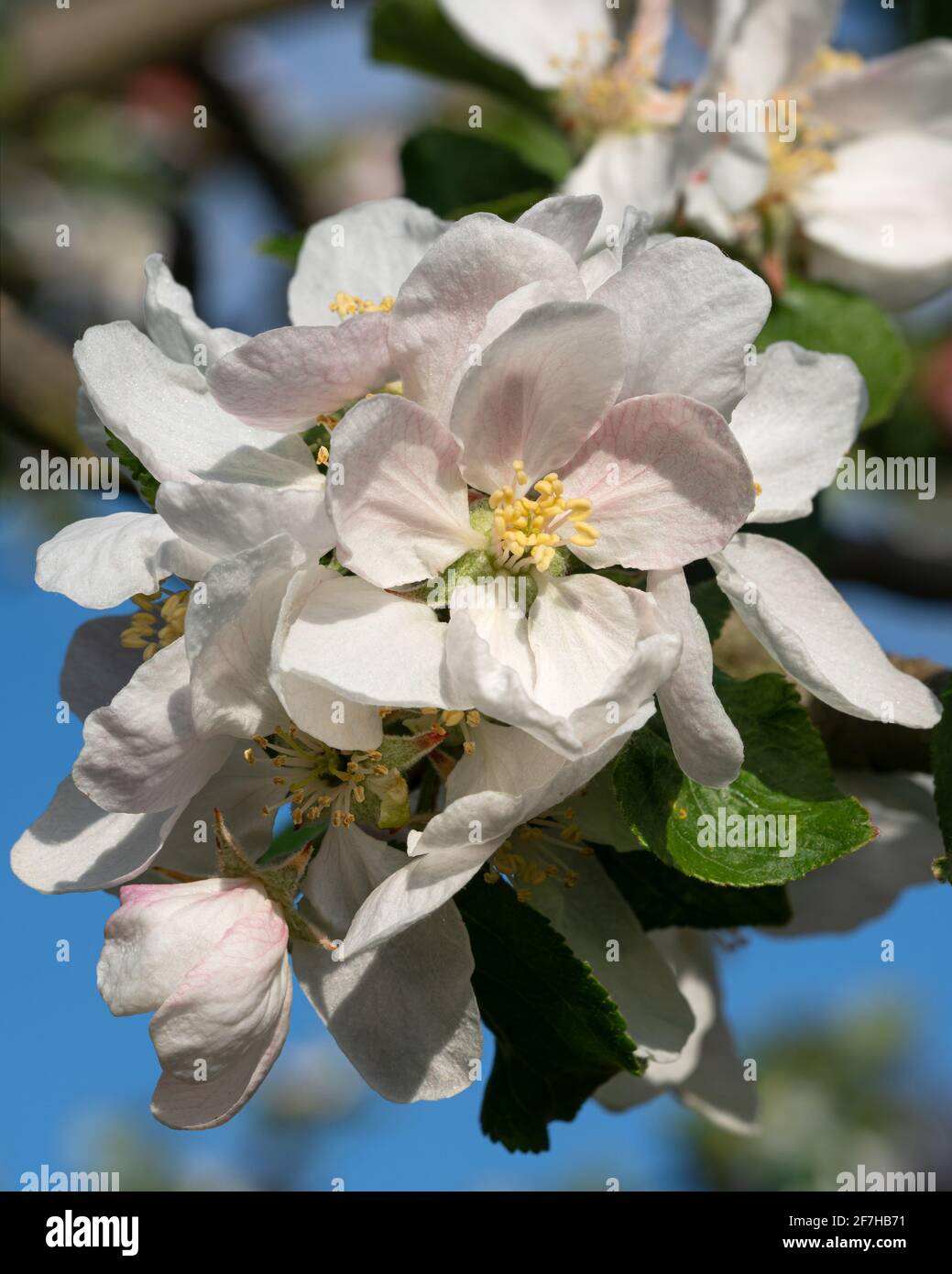 Life Cycle Of Apple Tree High Resolution Stock Photography and Images ...