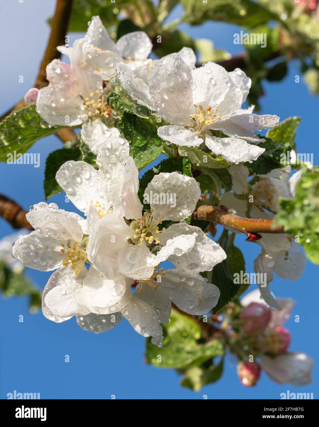 Life Cycle Of Apple Tree High Resolution Stock Photography and Images ...