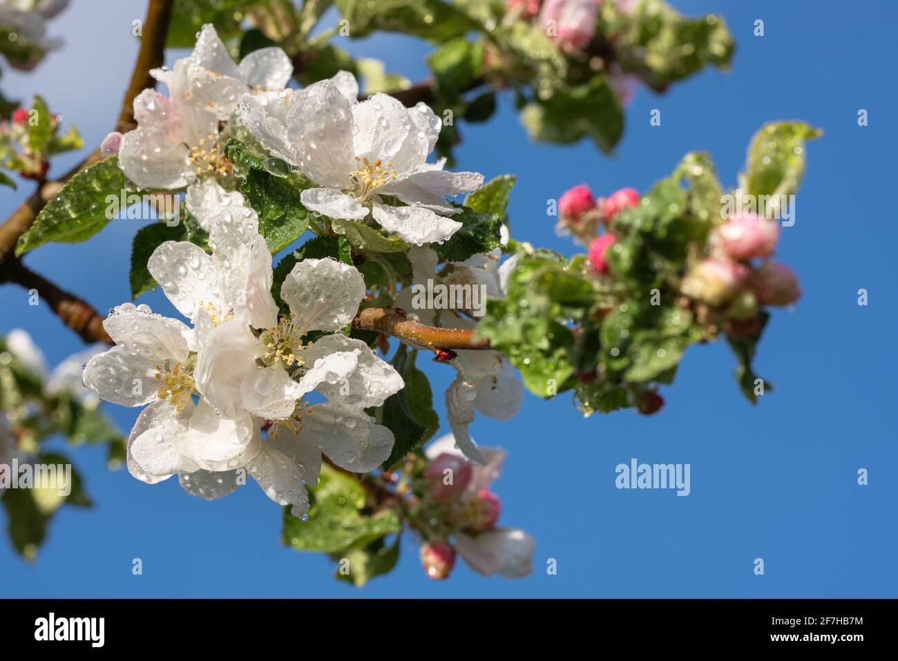 Life Cycle Of Apple Tree High Resolution Stock Photography and Images ...
