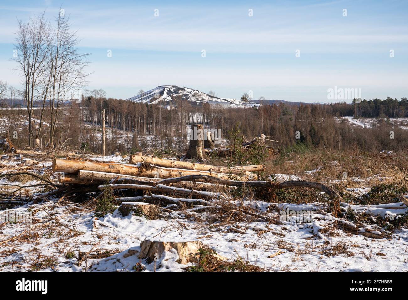 Panoramic image of cleared forest, forest dieback in North Rhine ...