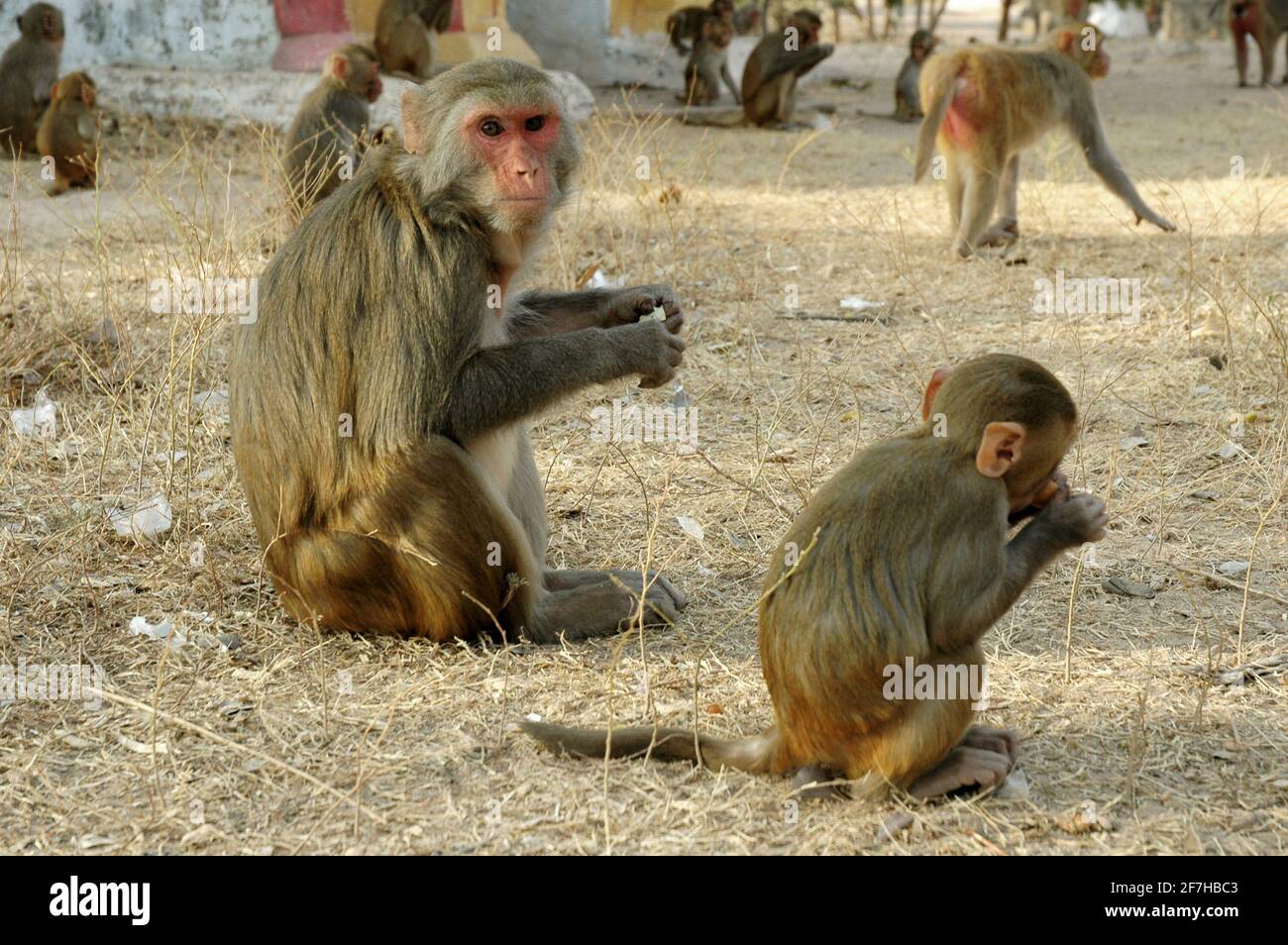 Numerous Monkeys