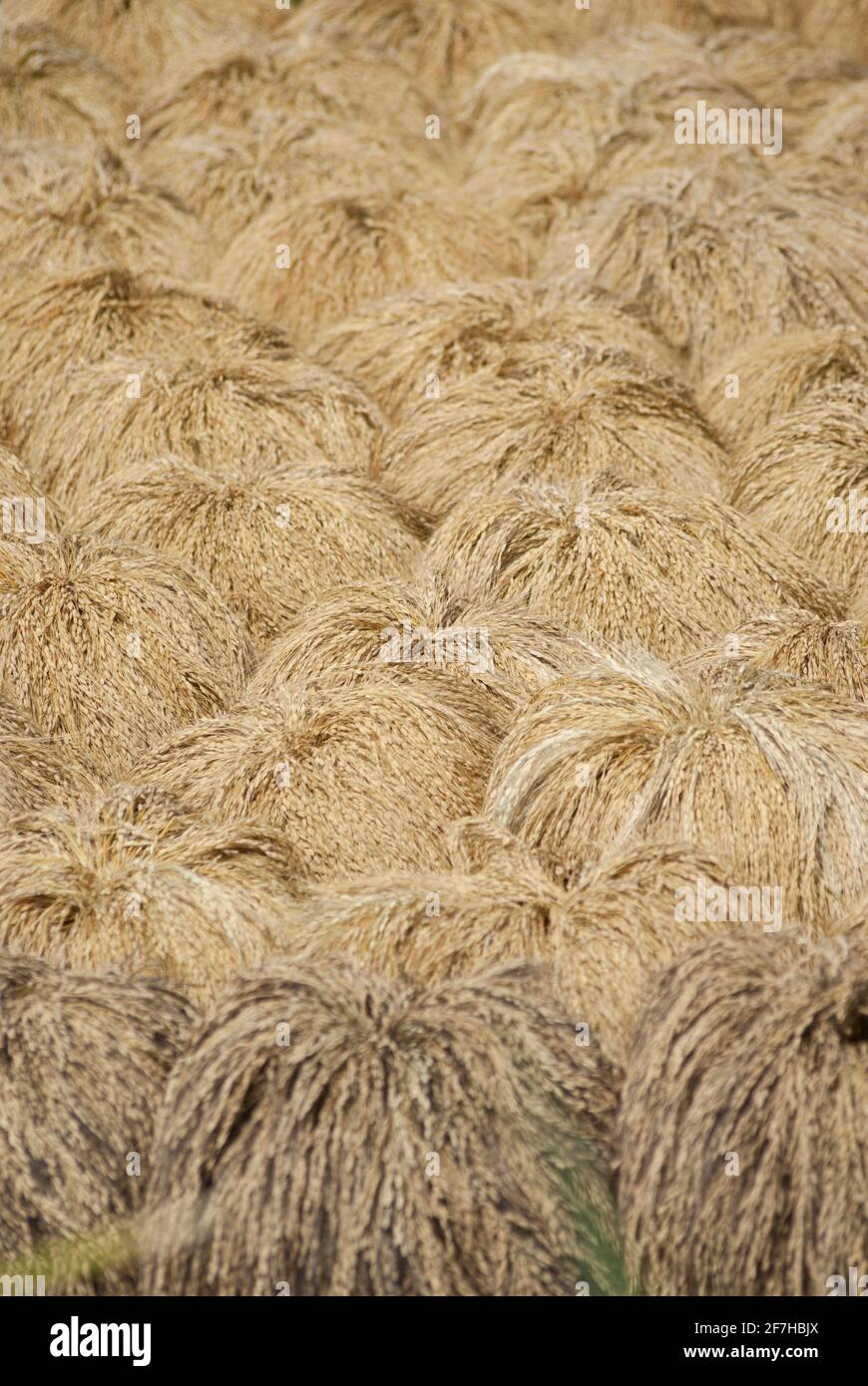 Rice drying in the sun in Bali Stock Photo - Alamy