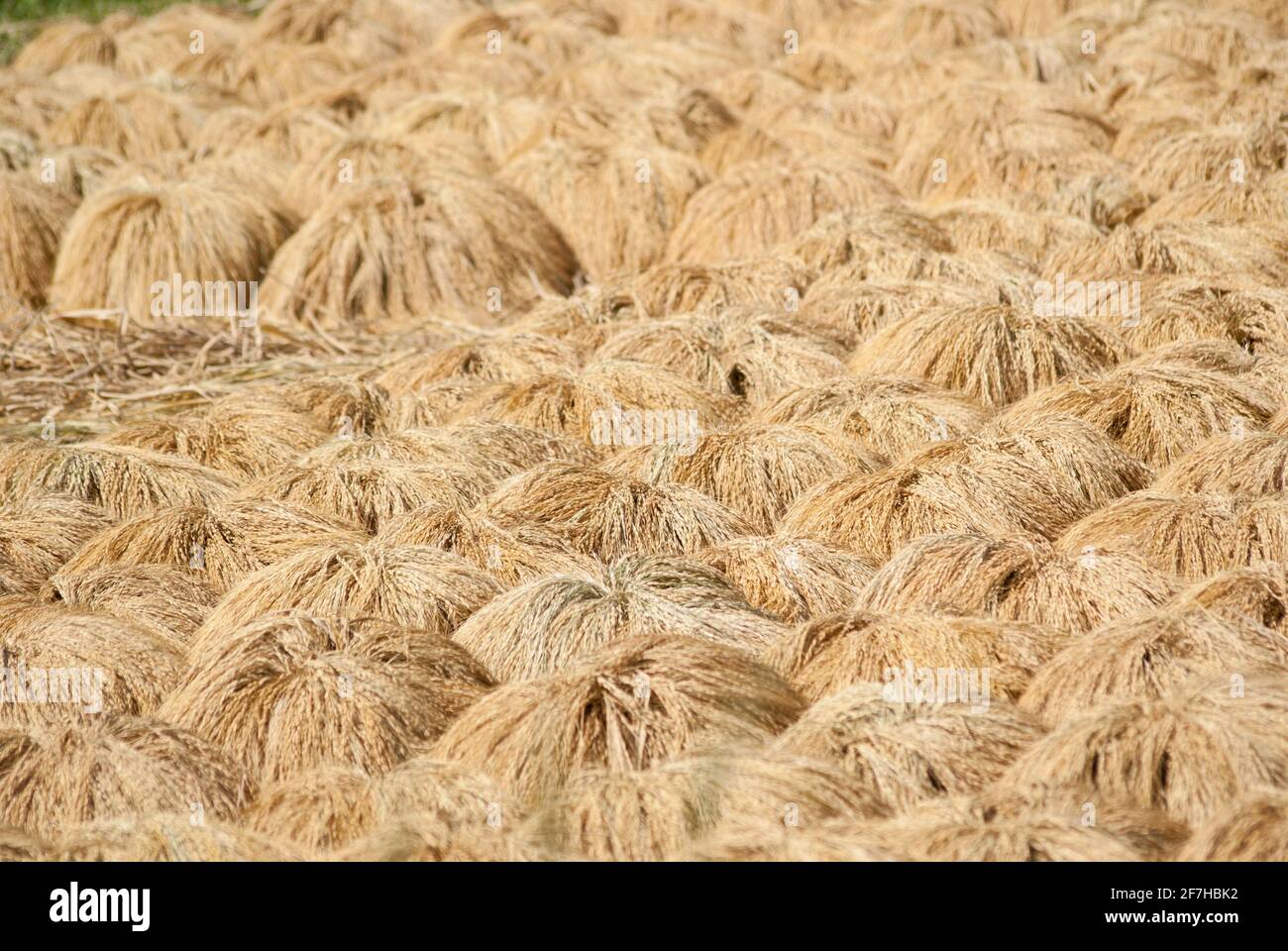 Sand rice plant hi-res stock photography and images - Alamy