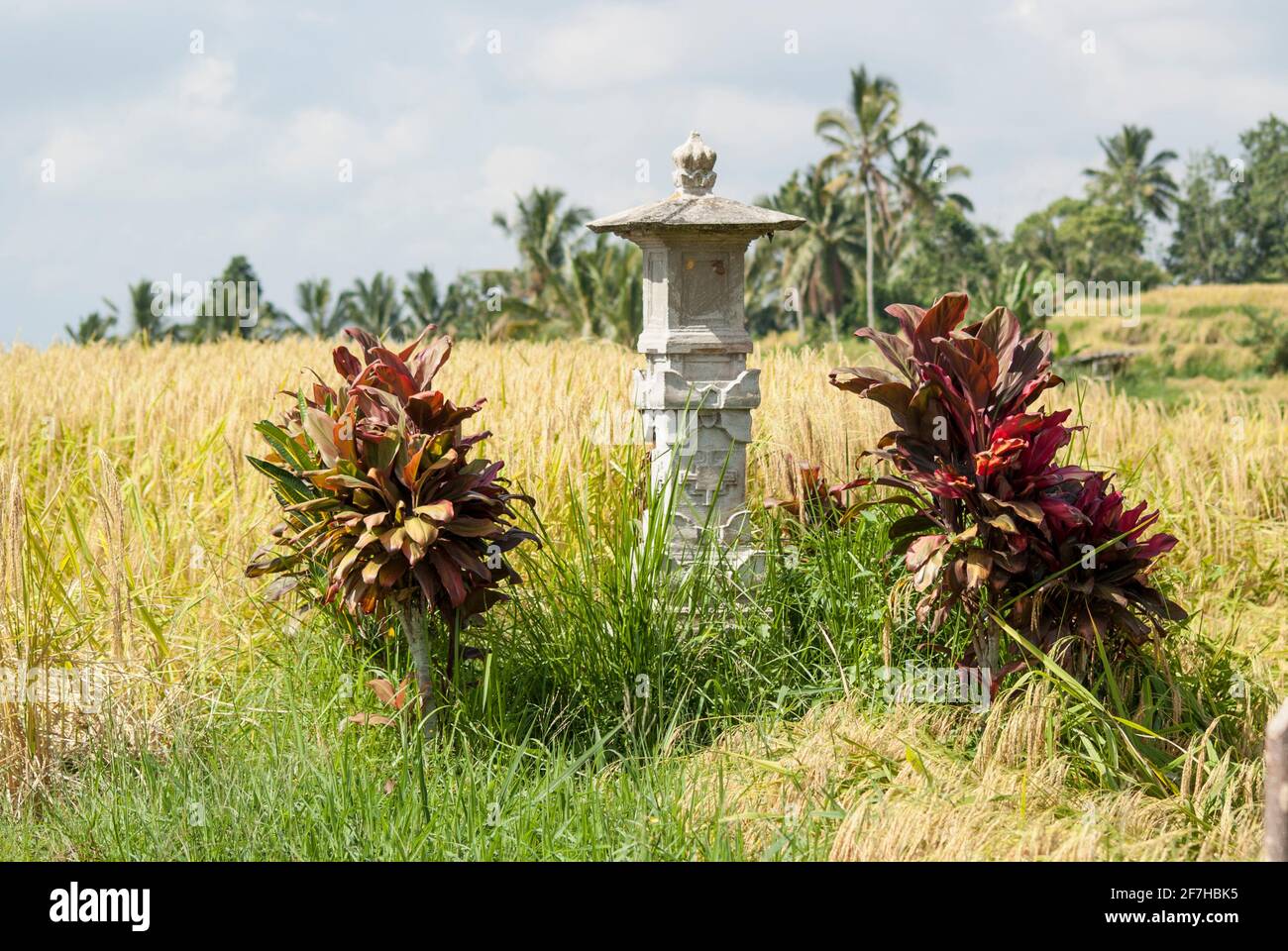 Stone sanctuary in rice field to honor to goddess of rice in Bali Stock ...