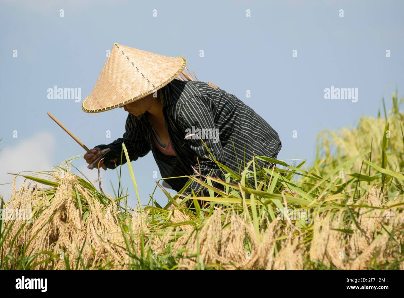 Peasant working in the rice field with typical hat, bali Stock Photo ...