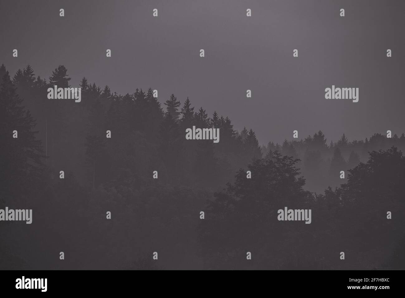 Mystical gray or grey forest panorama. Rows of trees in a forest slowly ...